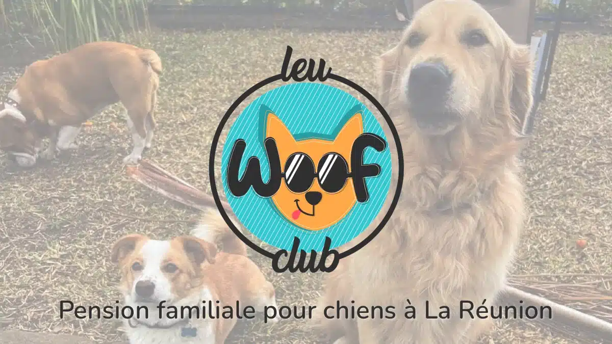 Leu Woof Club 974 | Pension familiale pour chiens à La Réunion
